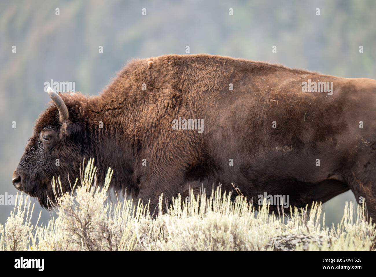 A Portrait of a Female Bison in Yellowstone National Park Stock Photo ...