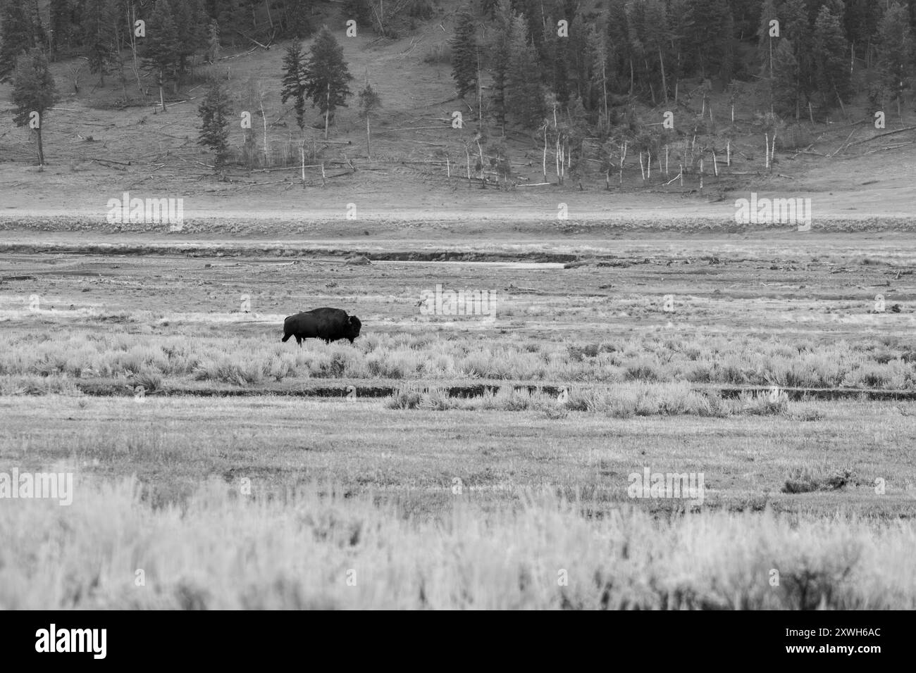 One large bison buffalo Black and White Stock Photos & Images - Alamy
