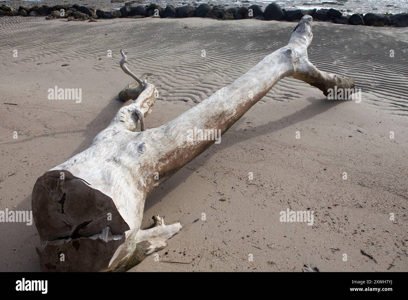 Large driftwood on the beach, Fiji Stock Photo - Alamy