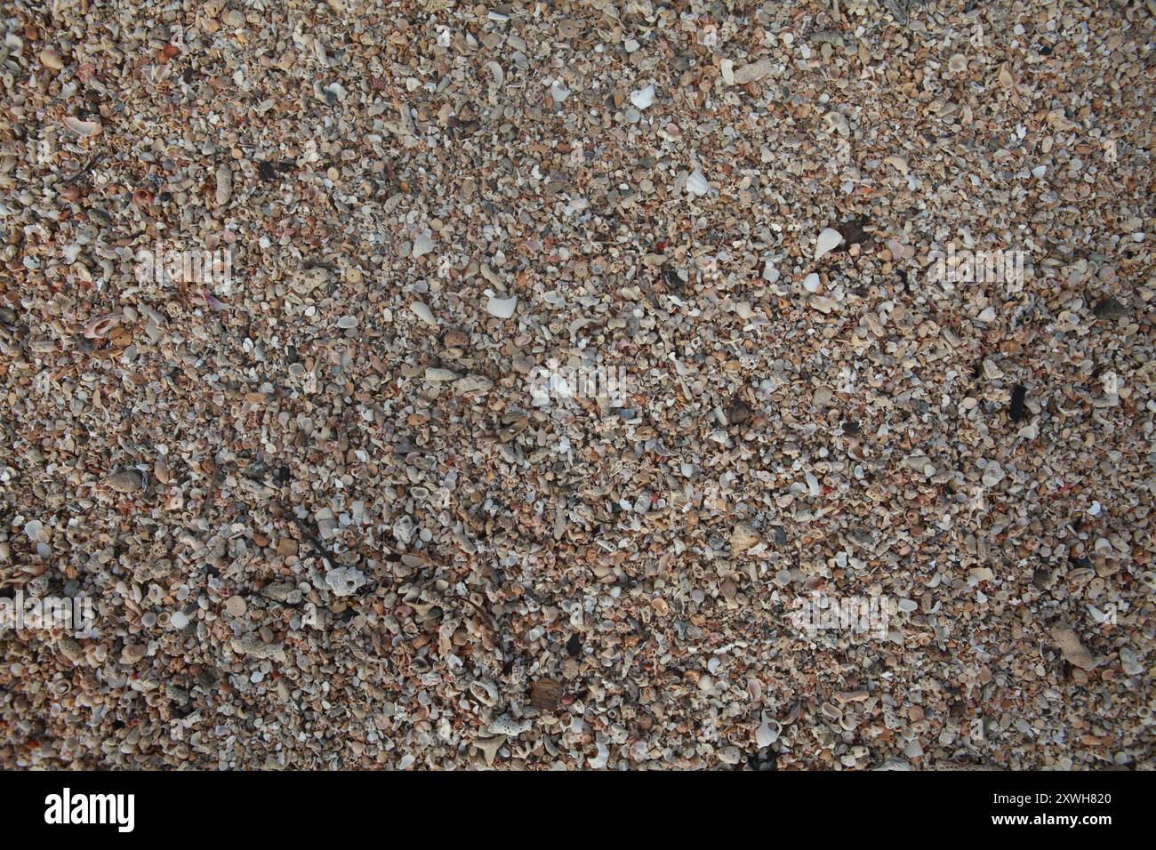 Textures of shells hi-res stock photography and images - Alamy