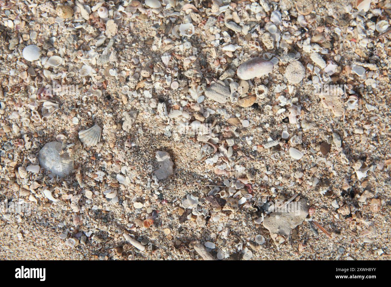 Closeup tropical beach sand background texture, Fiji- sand, crushed ...
