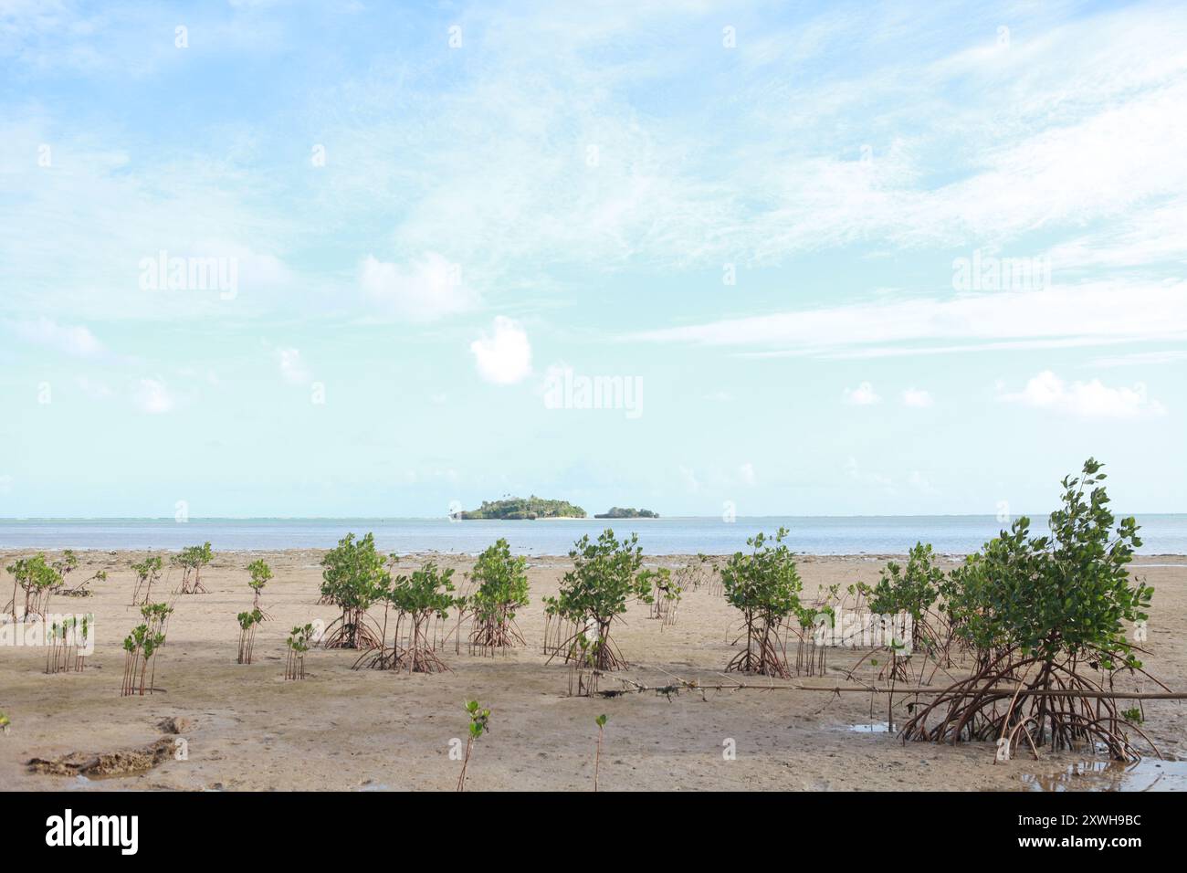 Mangroves fiji hi-res stock photography and images - Alamy