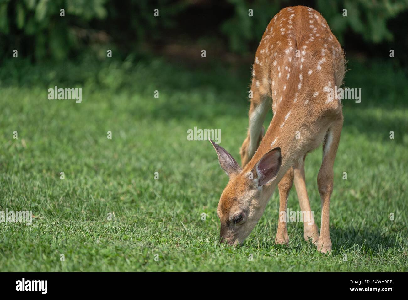 Whitetail deer side view hi-res stock photography and images - Alamy