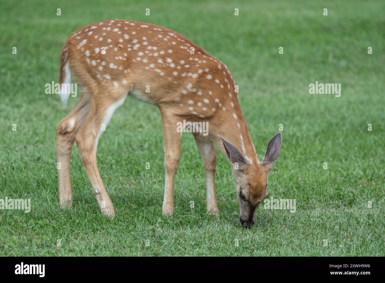 Whitetail deer side view hi-res stock photography and images - Alamy