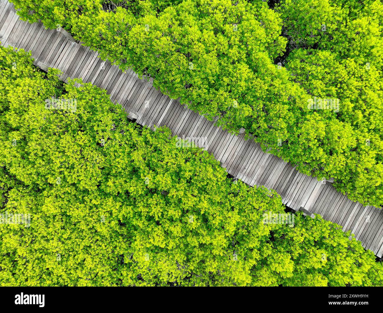 Aerial view lush green mangrove forest. Wooden bridges for natural ...