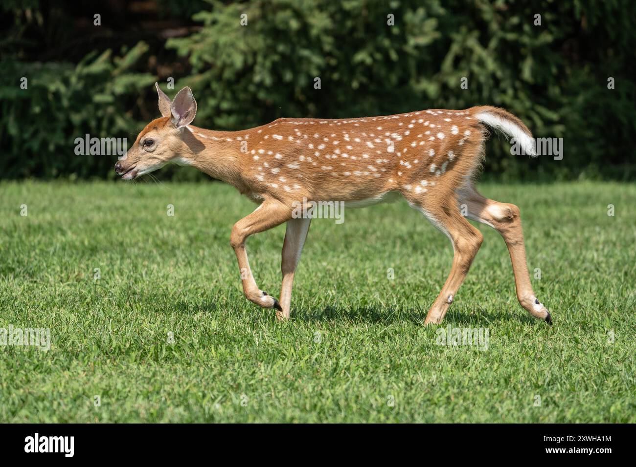 Whitetail deer side view hi-res stock photography and images - Alamy