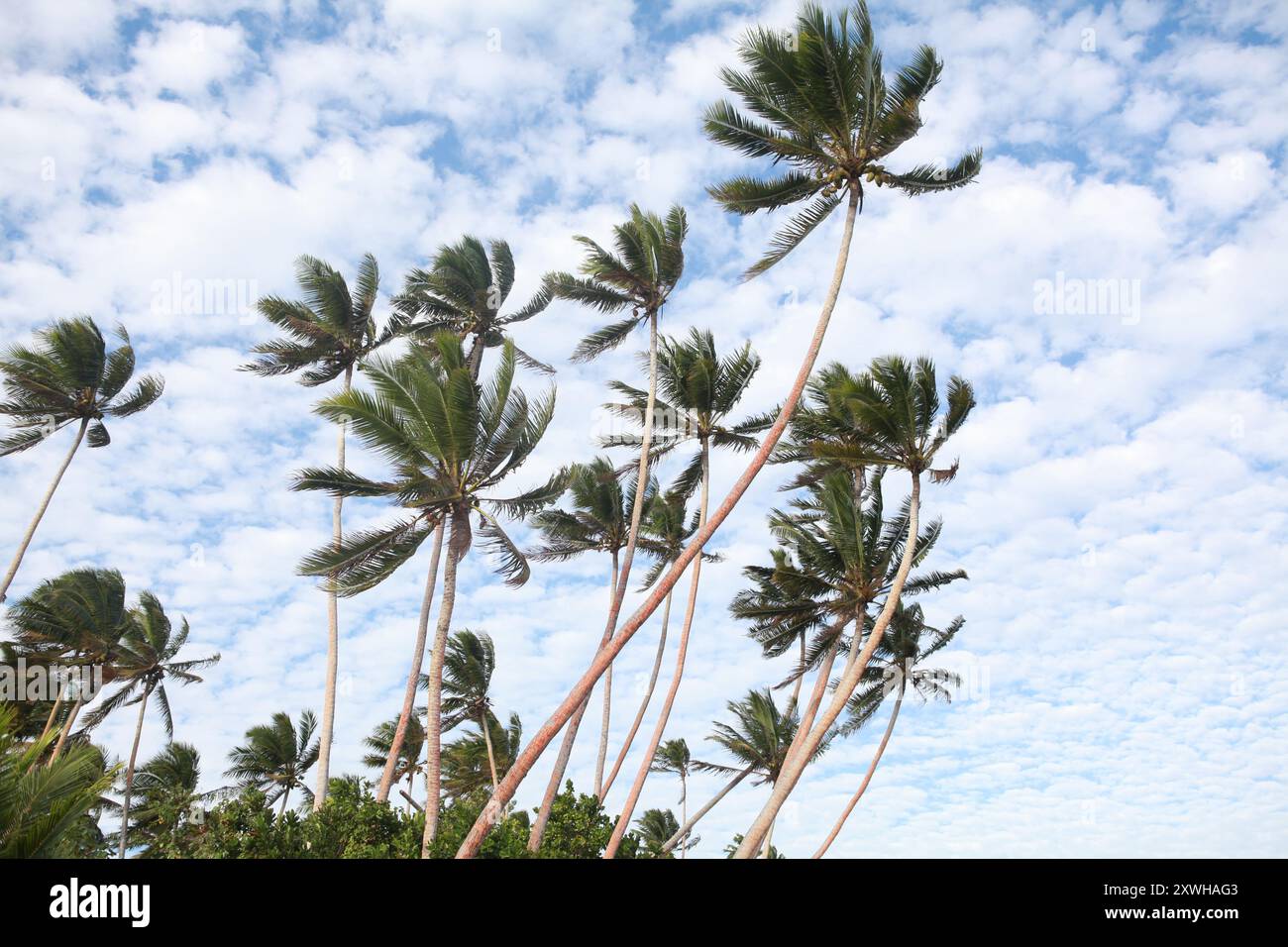 Tall tropical tropic trees hi-res stock photography and images - Alamy