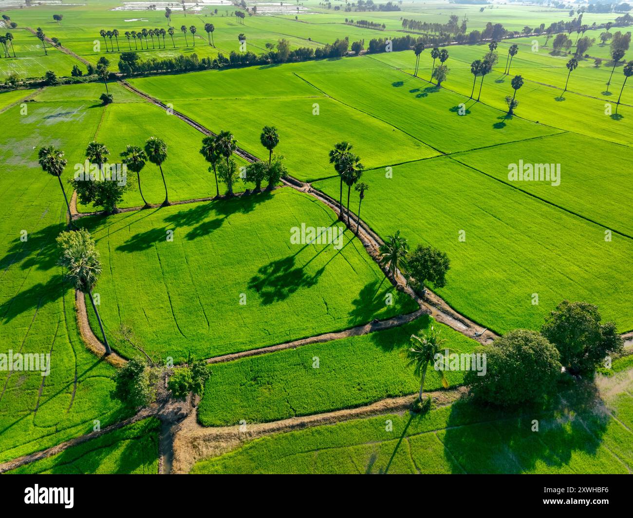 Aerial view of lush green rice field with sugar palm trees. Sustainable ...