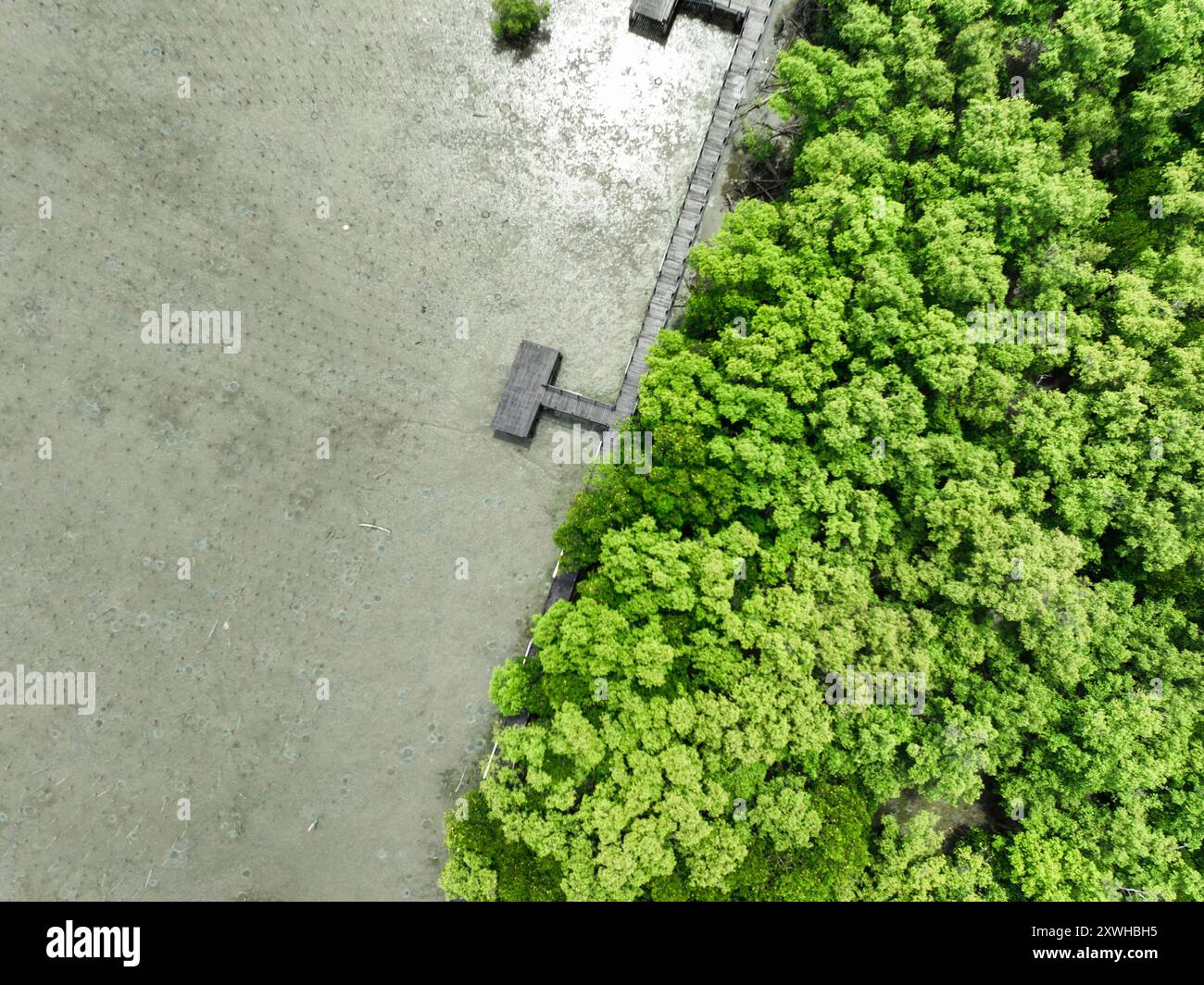 Aerial top view of green mangrove forest. Mangrove ecosystem. Natural ...