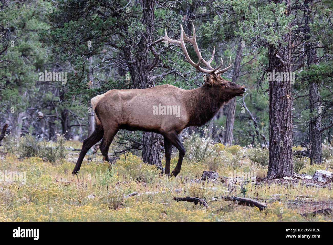 Rocky Mountain Elk (Cervus elaphus nelsoni), Grand Canyon National park ...