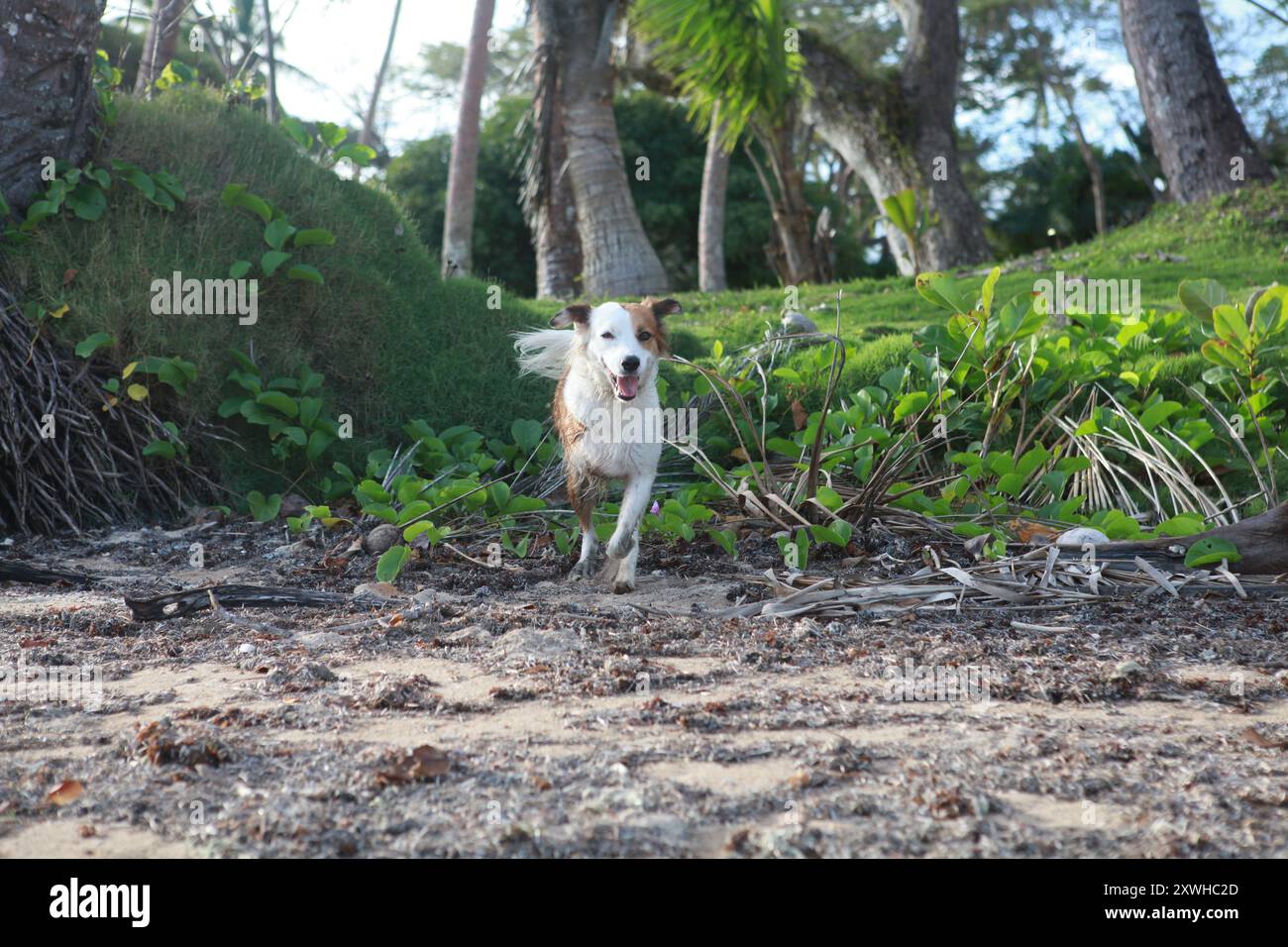 Three leg dog hi-res stock photography and images - Alamy