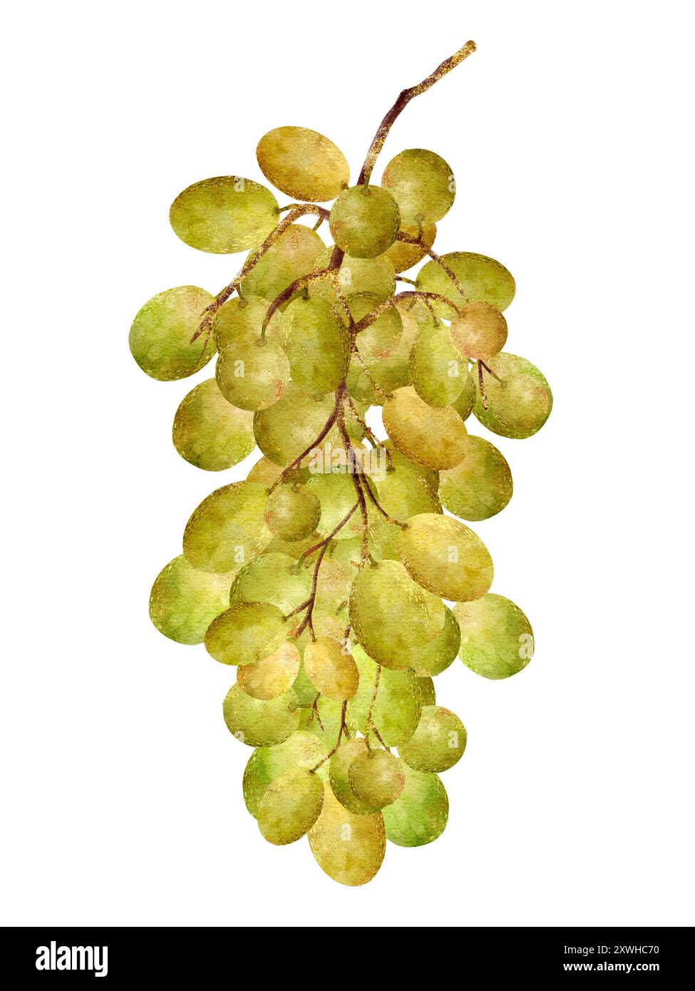 An exquisite illustration showcasing fresh green grapes, ideal for ...