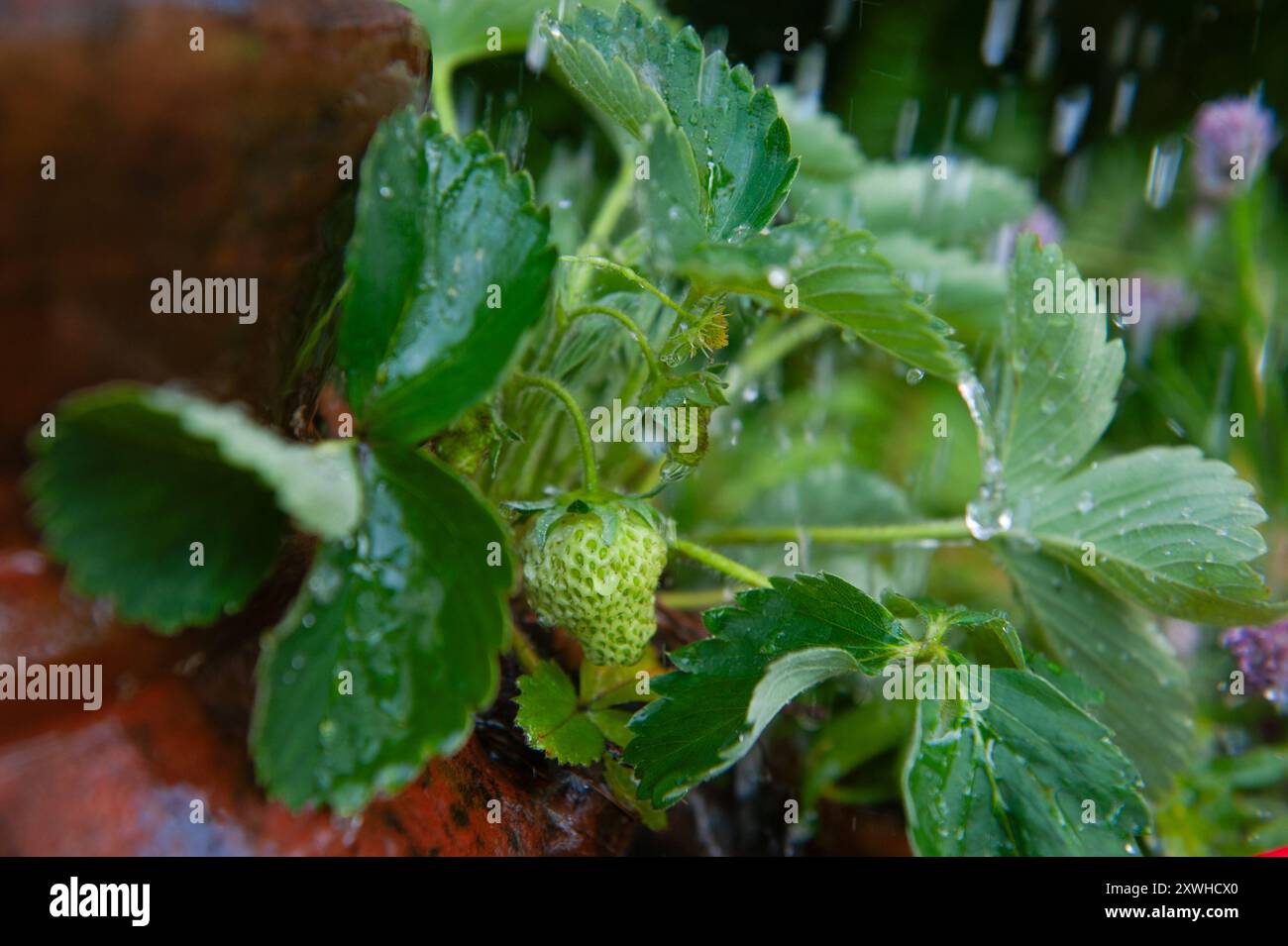small strawberry plant with a single green strawberry in the rain Stock ...