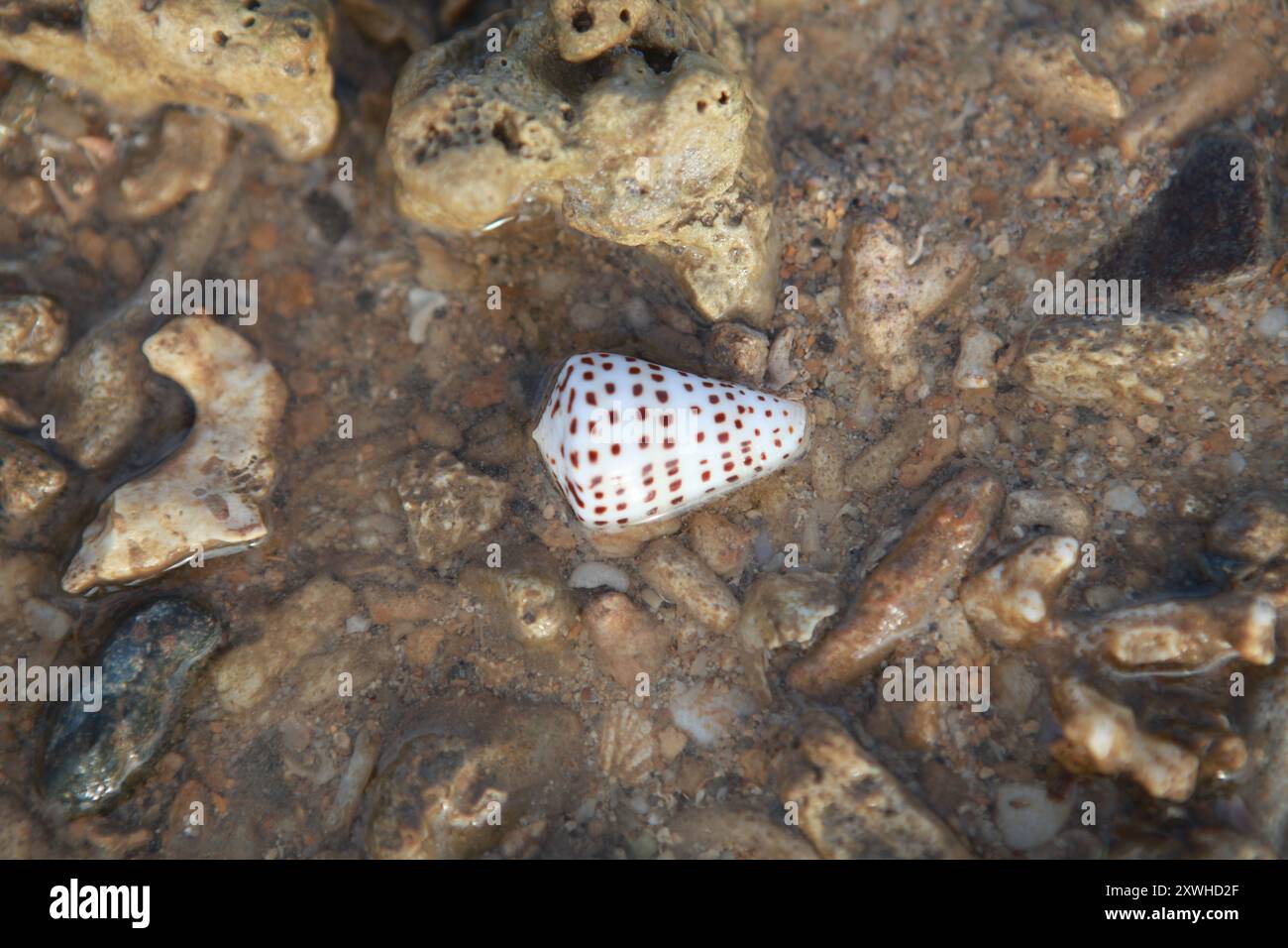 Cone snail shell on beach, Fiji Stock Photo - Alamy