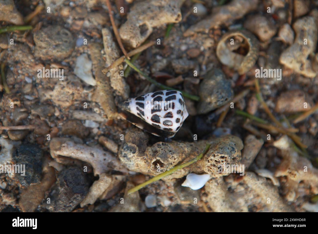 Cone snail hi-res stock photography and images - Alamy