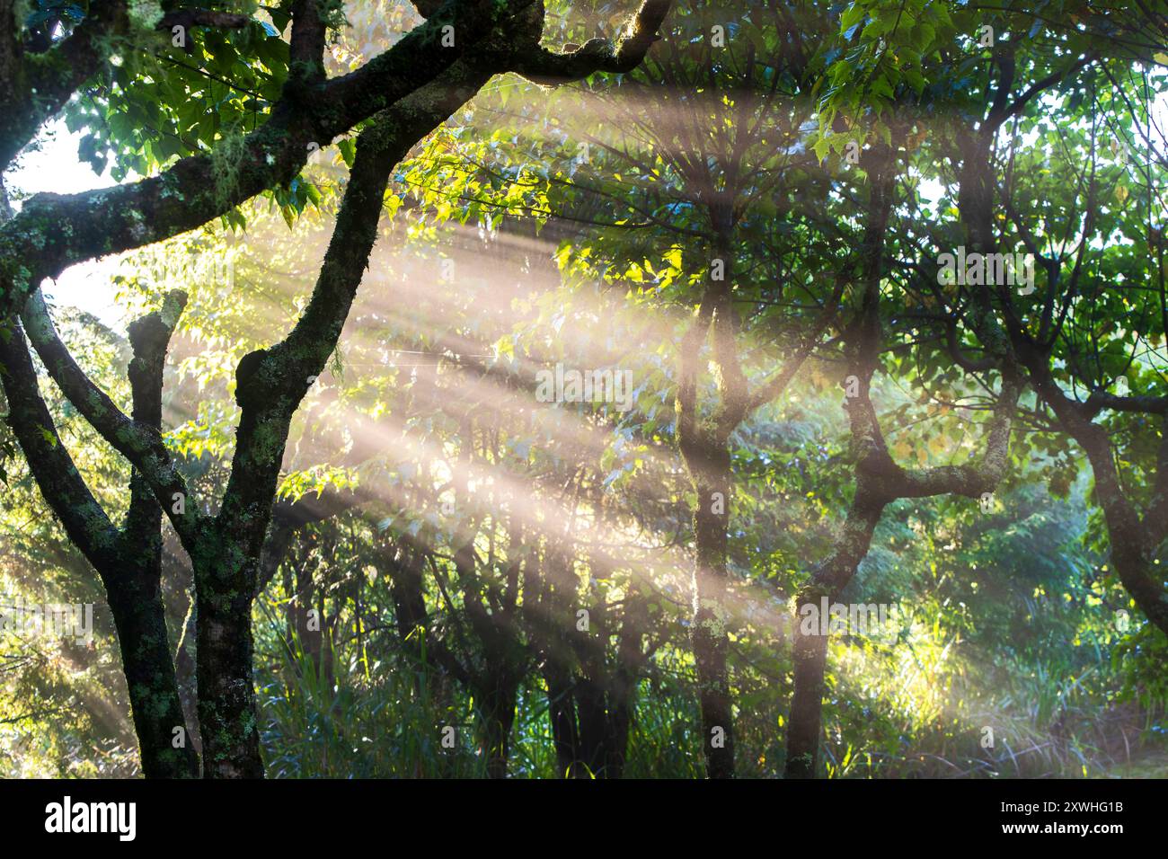 Sunlight between branches hi-res stock photography and images - Alamy
