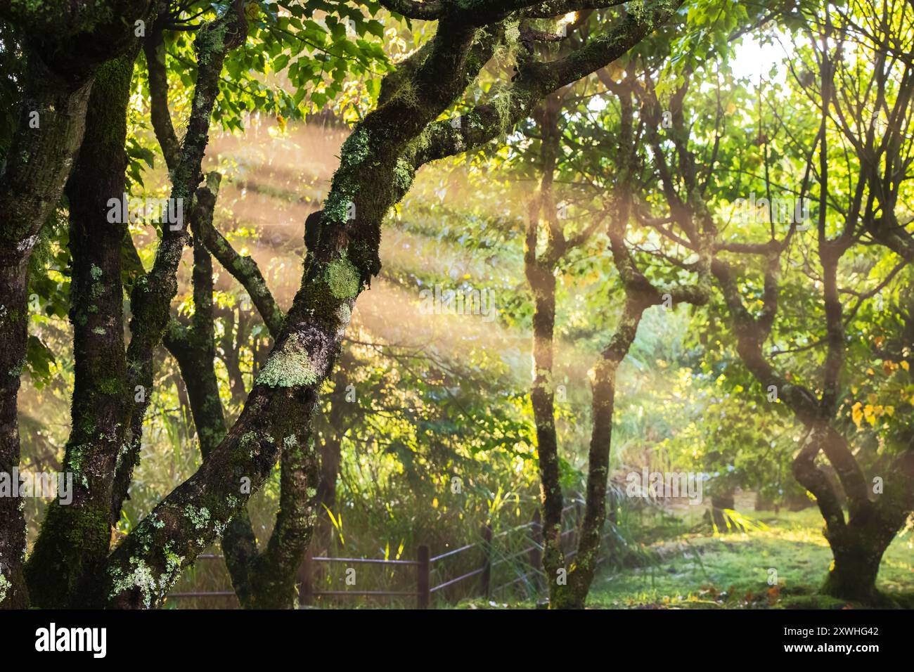 Rays forest hi-res stock photography and images - Alamy