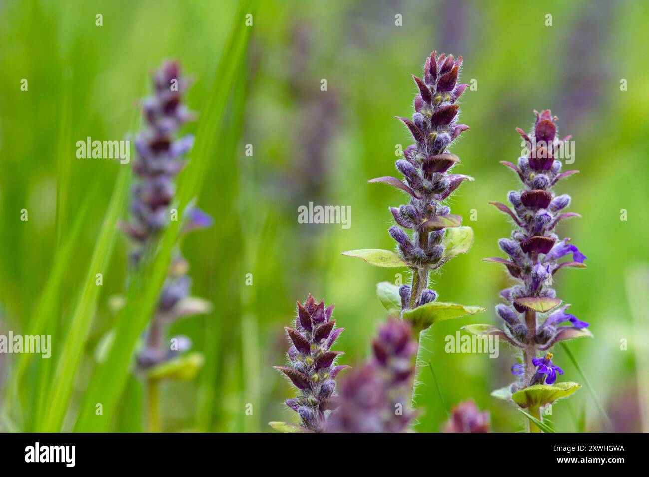 Ajuga reptans bugle medicinal plant hi-res stock photography and images ...