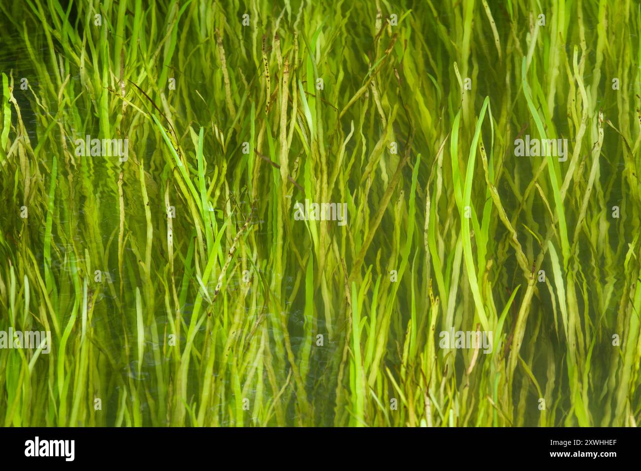 A river overgrown with vegetation. Long green leaves of river grass ...