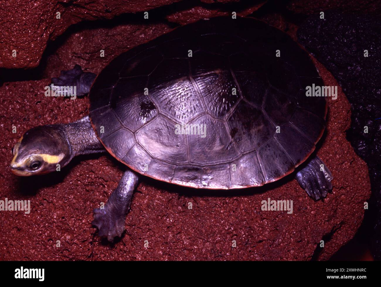 Red-bellied Short-necked Turtle, Emydura subglobosa Stock Photo - Alamy