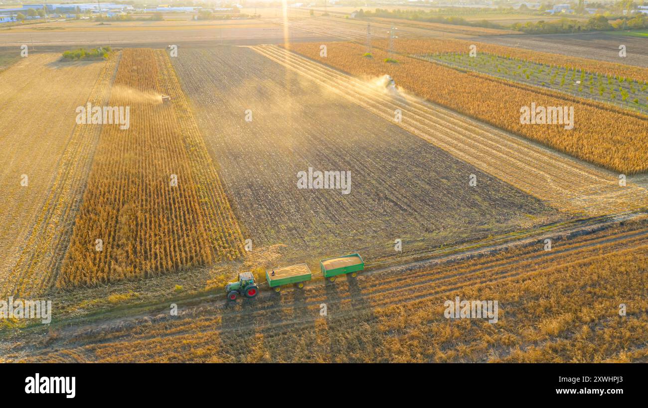 Above view at agricultural harvester is cutting and harvesting mature ...