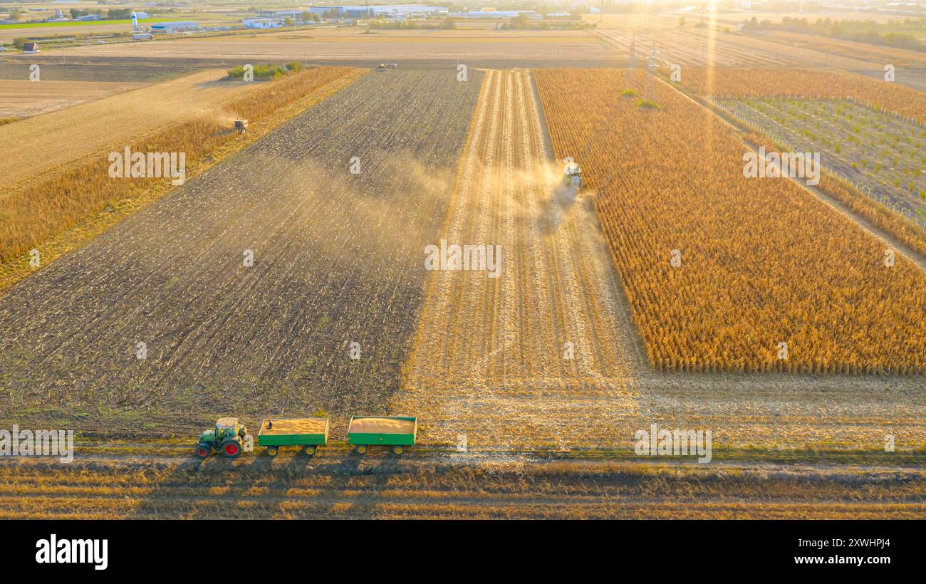 Above view at agricultural harvester is cutting and harvesting mature ...