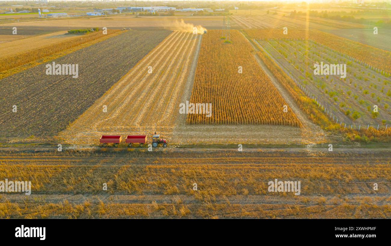 Above view at agricultural harvester is cutting and harvesting mature ...