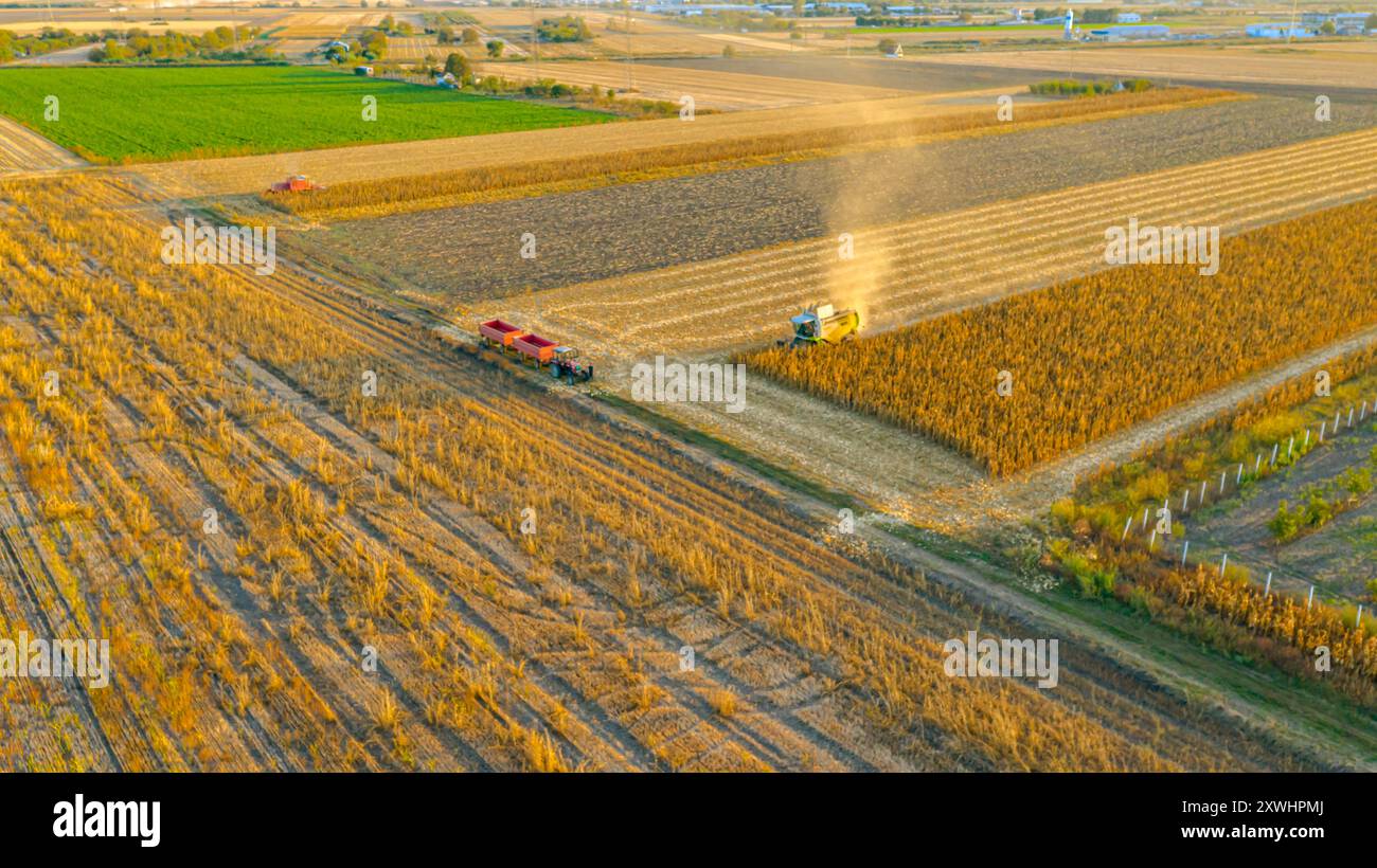 Above view at agricultural harvester is cutting and harvesting mature ...