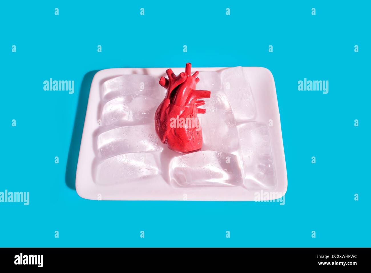 Anatomical model of human heart placed on white medical tray with ice ...