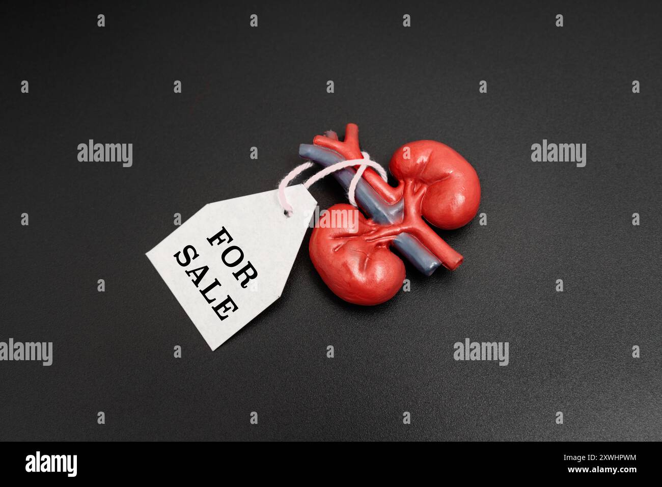 Realistic plastic kidney model featuring a tag labeled 'FOR SALE' on a ...
