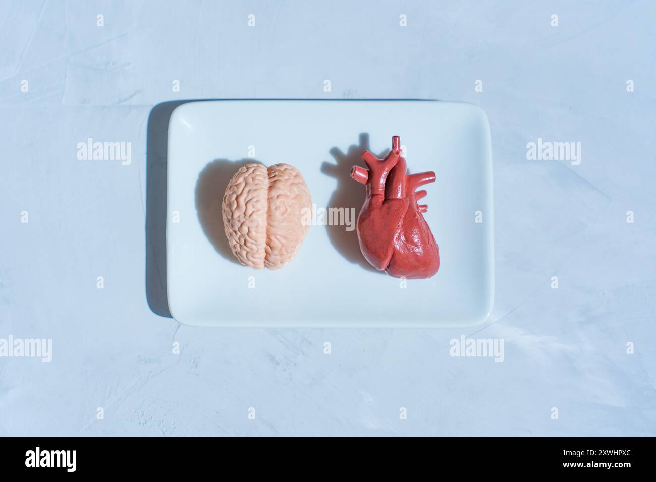 Intricate brain and heart models displayed on white porcelain tray ...