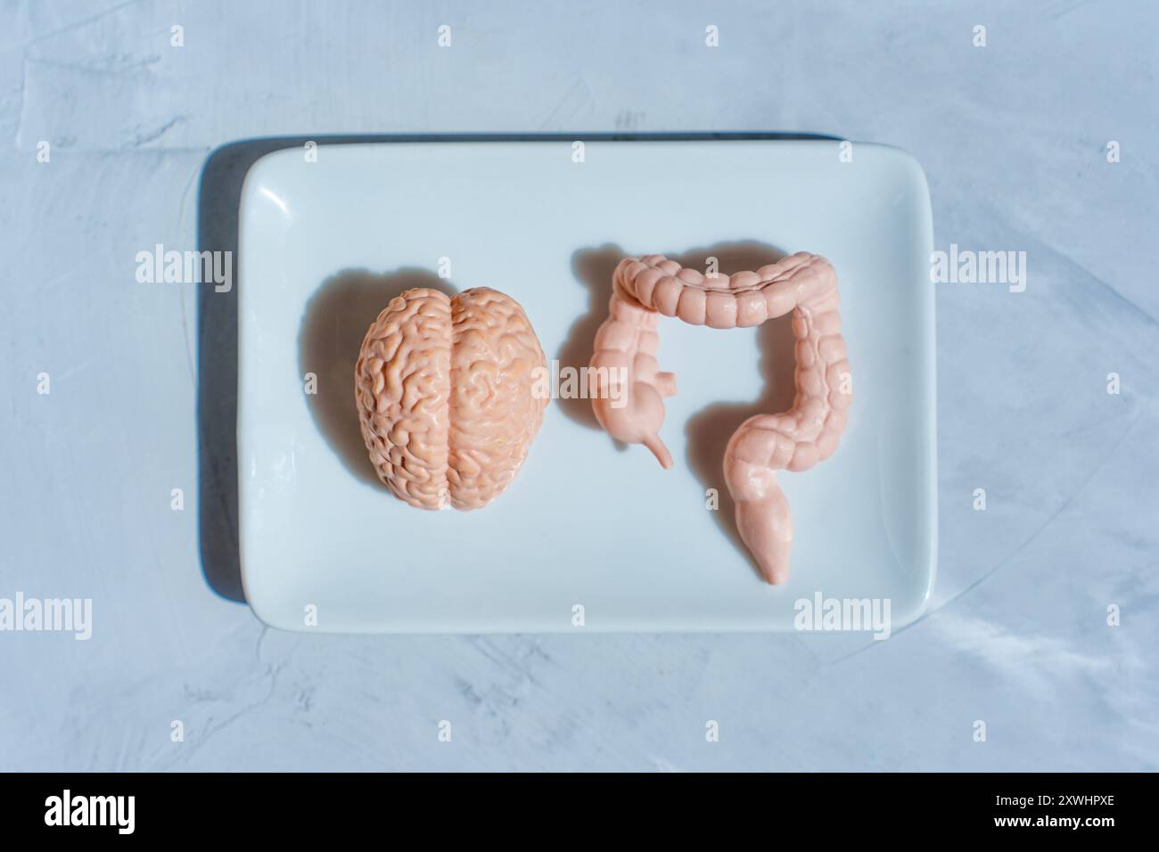 Anatomically correct brain and intestine models on a white porcelain ...