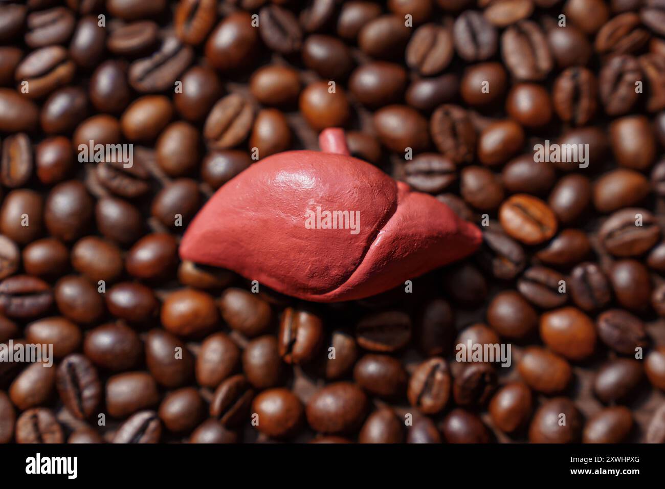 Detailed liver model displayed on coffee beans background. Relationship ...