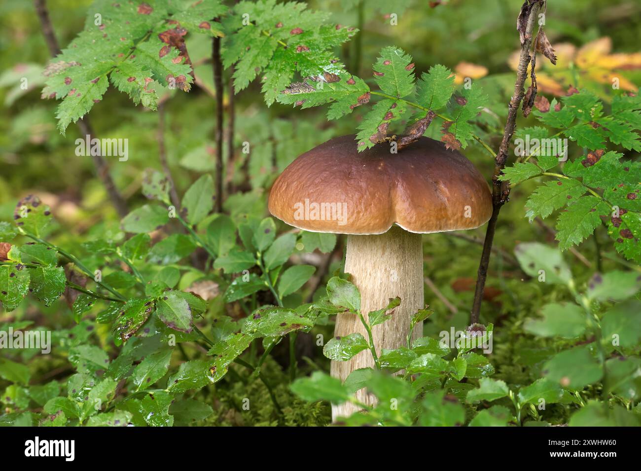 Wild Boletus edulis mushroom in a green forest setting, showcasing ...