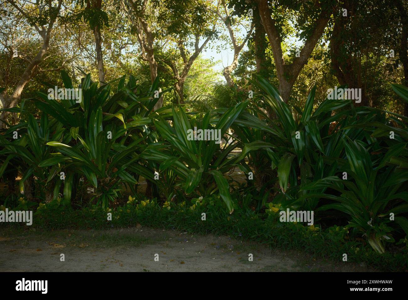 Pandanus screw pine leaves leaf hi-res stock photography and images - Alamy