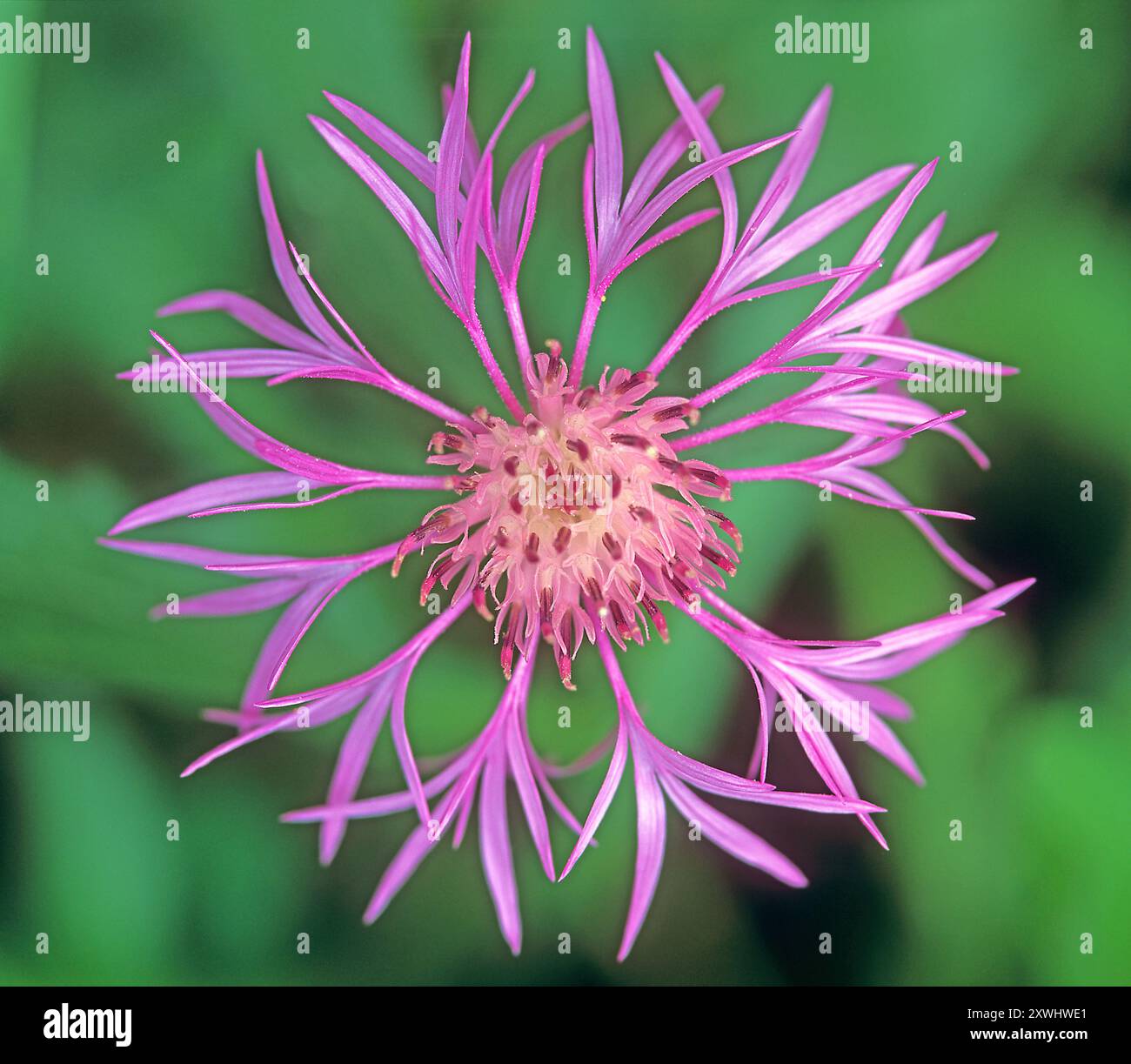 Flower of Centaurea nervosa Sicily Stock Photo - Alamy
