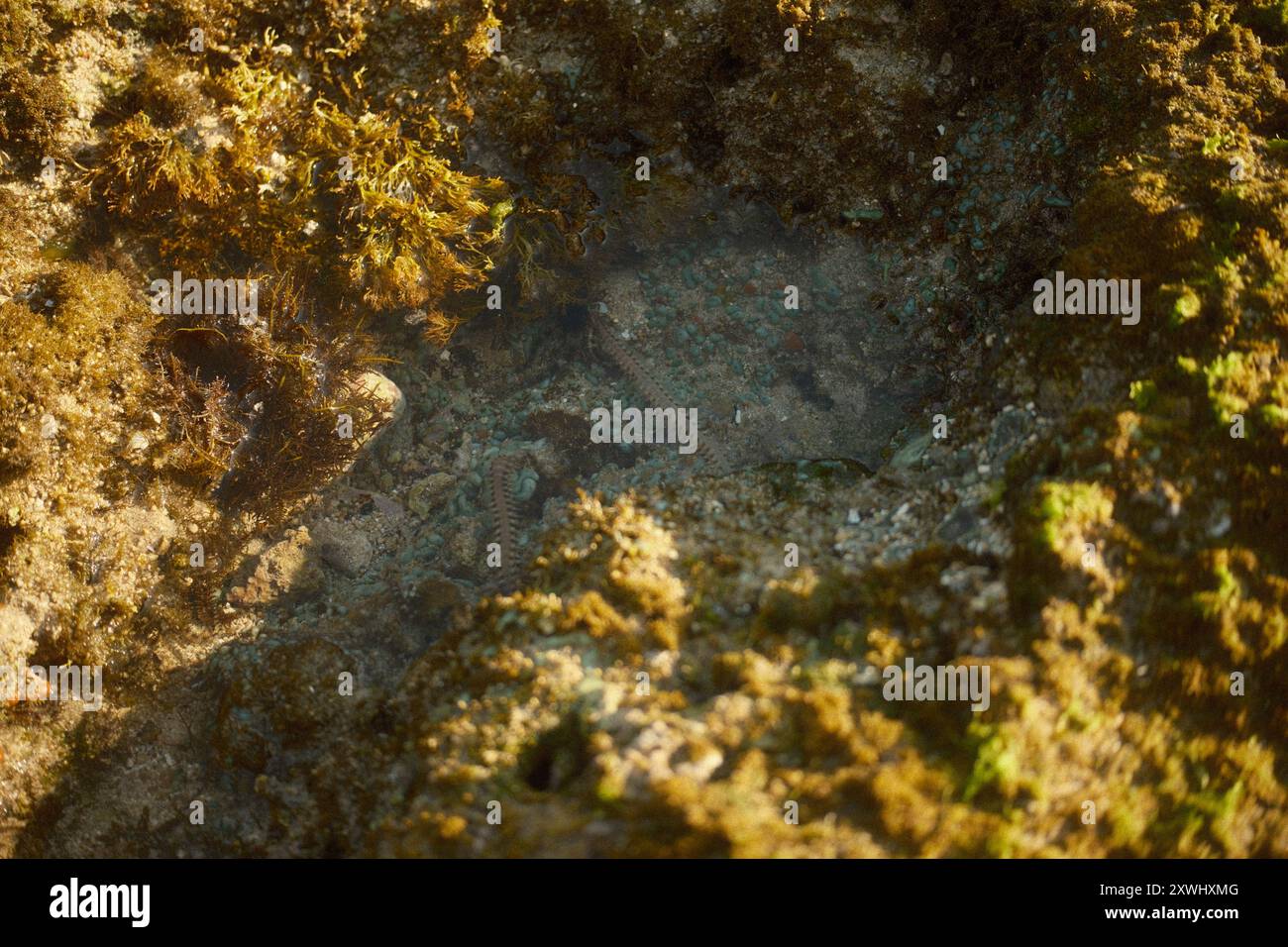 Centipede reef hi-res stock photography and images - Alamy