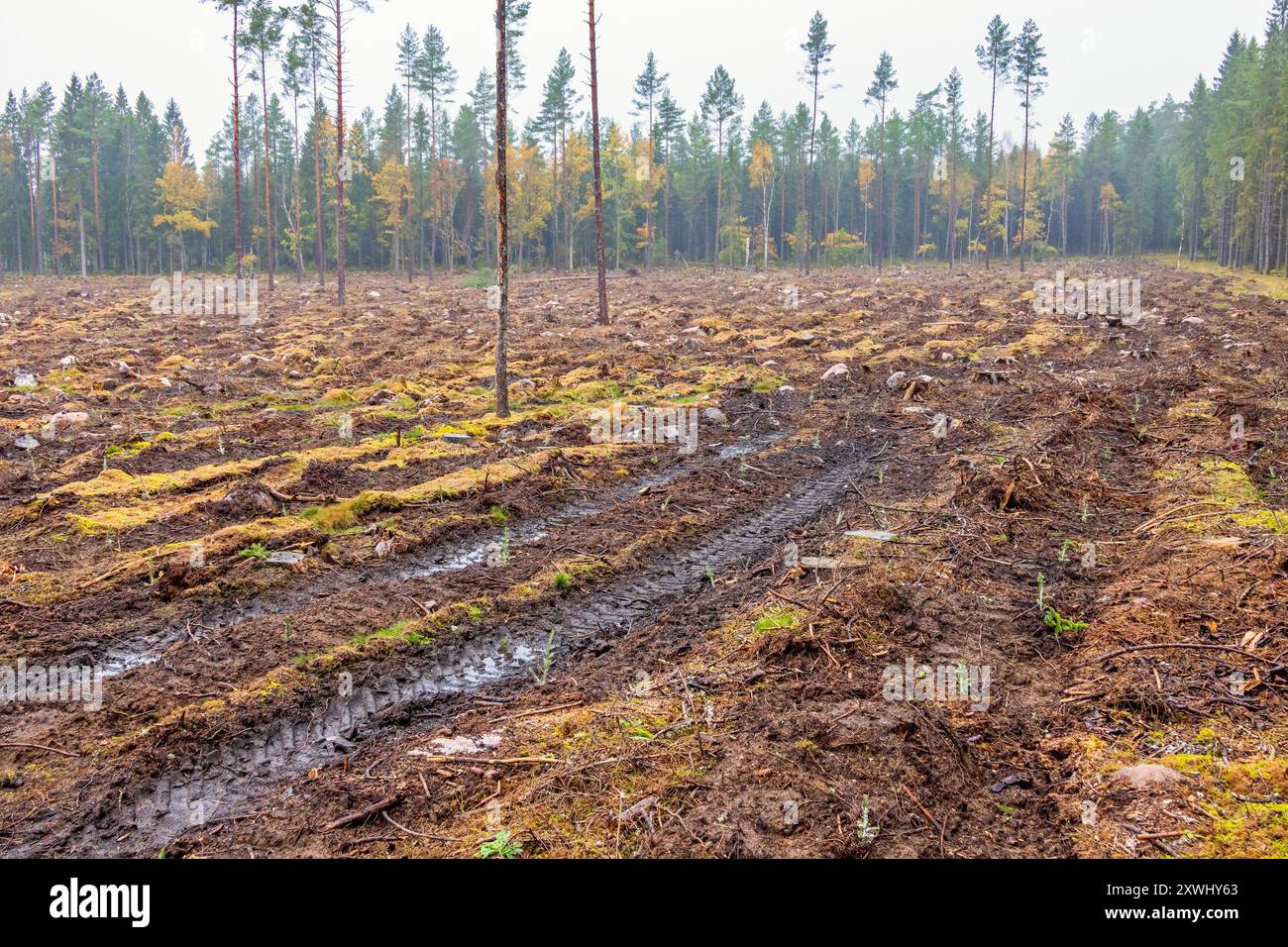 Clearing in the forest with planted spruce trees Stock Photo - Alamy