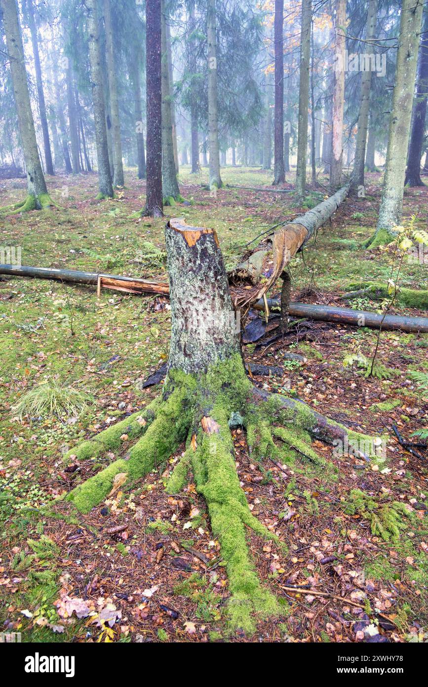 Wind snap after a storm in a coniferous forest Stock Photo - Alamy