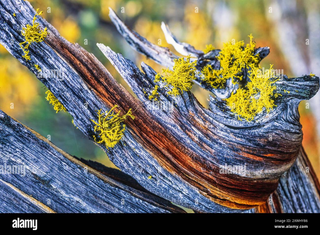 Growing Wolf lichen on a old tree stump in an old growth forest Stock ...