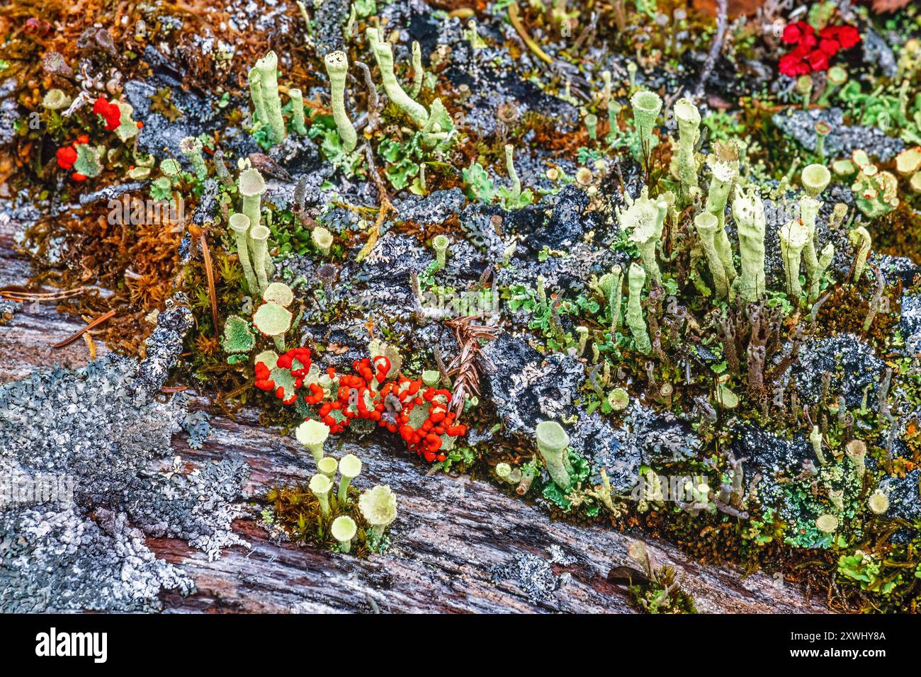 L ichen hi-res stock photography and images - Alamy
