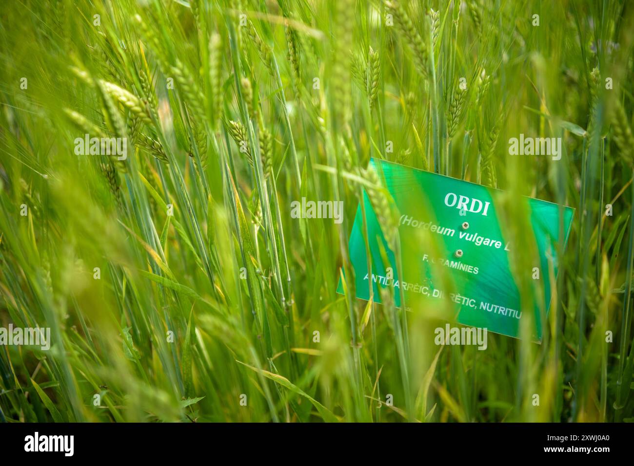 Planta de cebada hi-res stock photography and images - Alamy