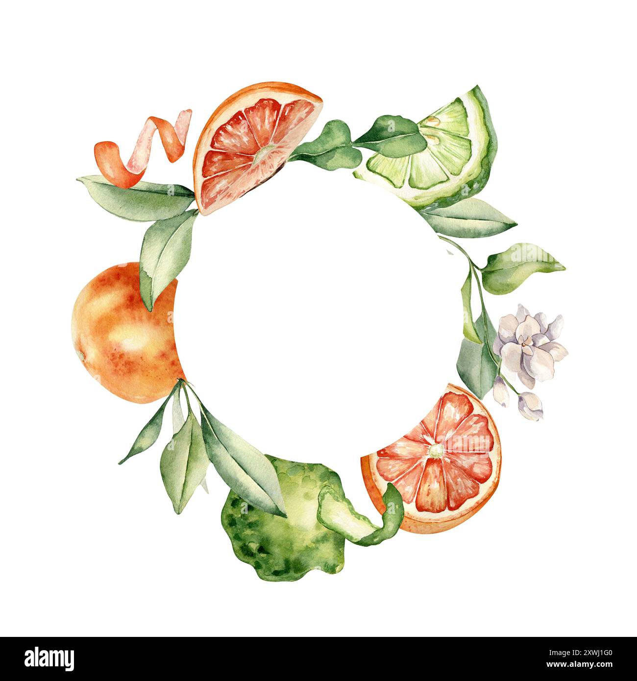 Various citrus ripe and leaves in circle frame. Bergamot and grapefruit tree branches watercolor ...