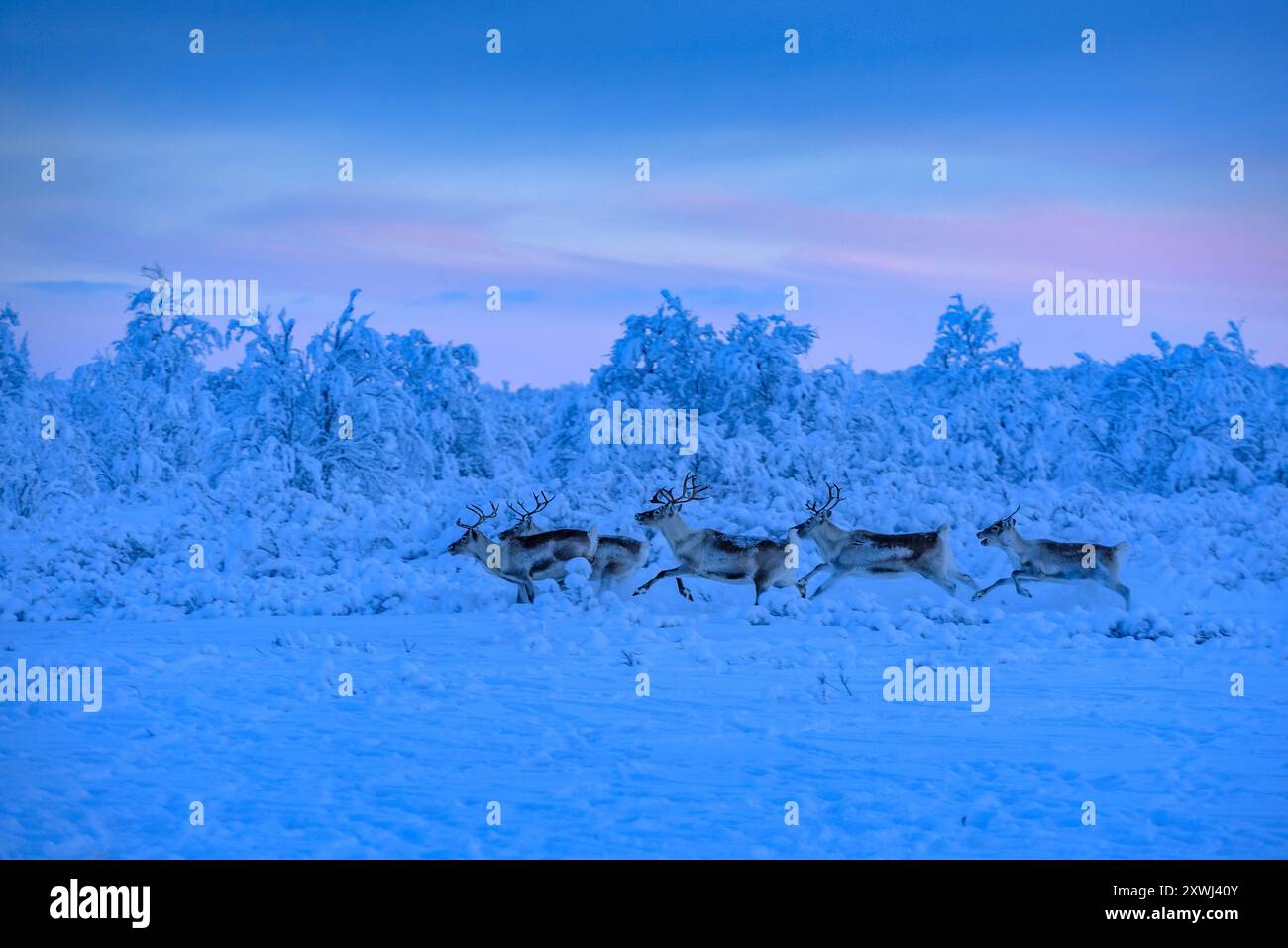 Reindeer running through meadows at sunset on the border between ...