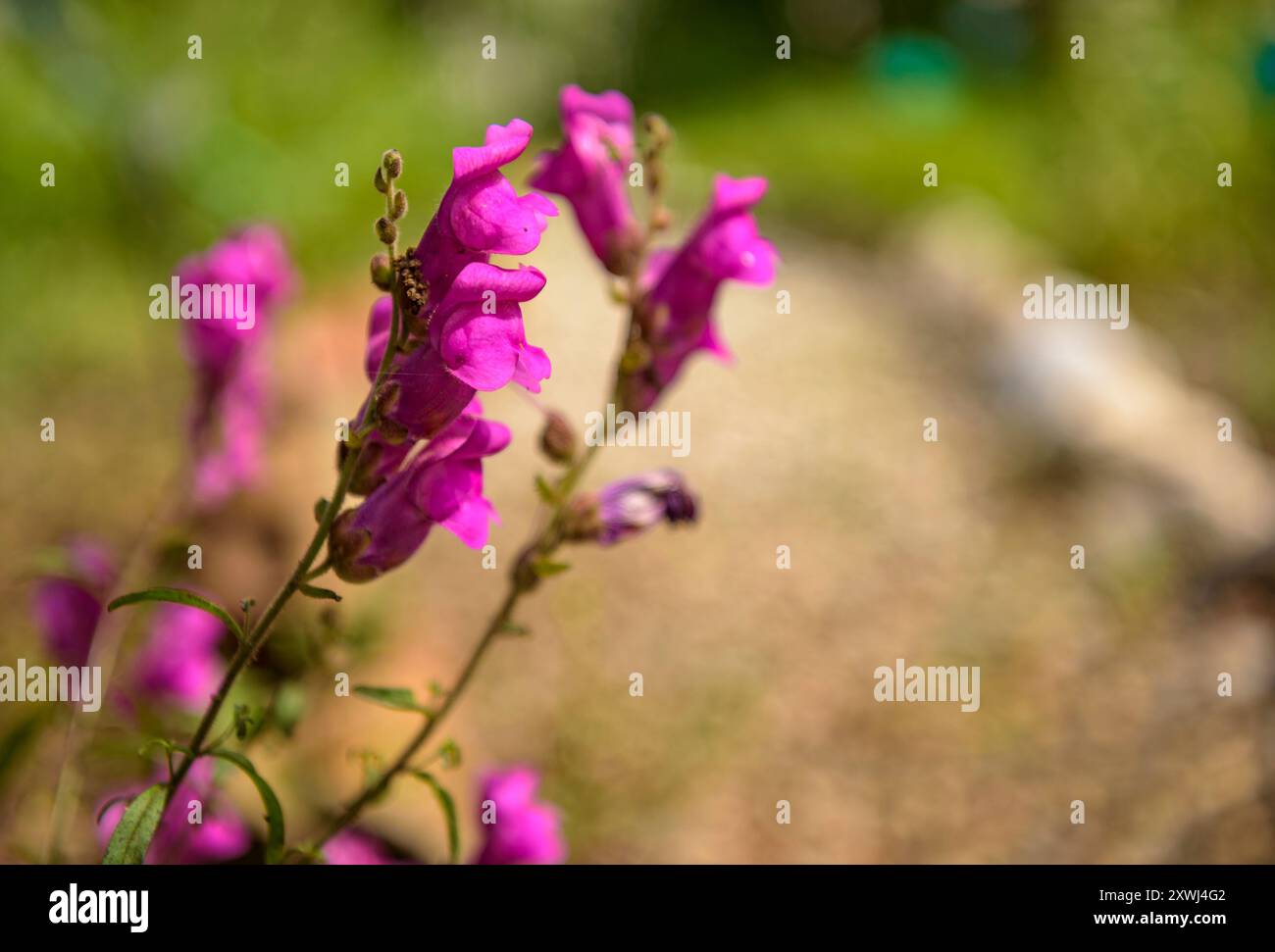 Snapdragon (Antirrhinum majus) in the botanical garden of Gombrèn ...