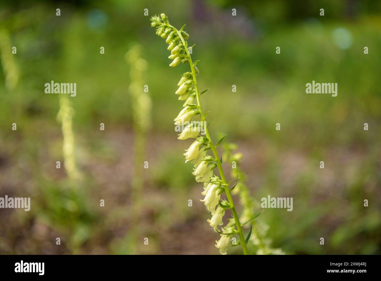 Digitale landschaftsmalerei hi-res stock photography and images - Alamy