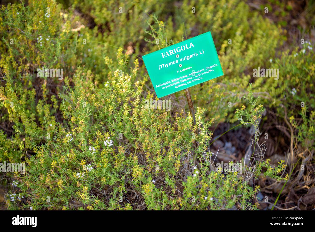Farigola thymus vulgaris hi-res stock photography and images - Alamy