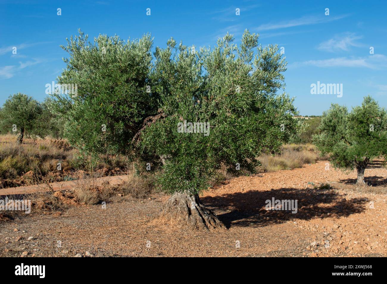 Spanish olive grove landscape in the Mediterranean, source of extra ...