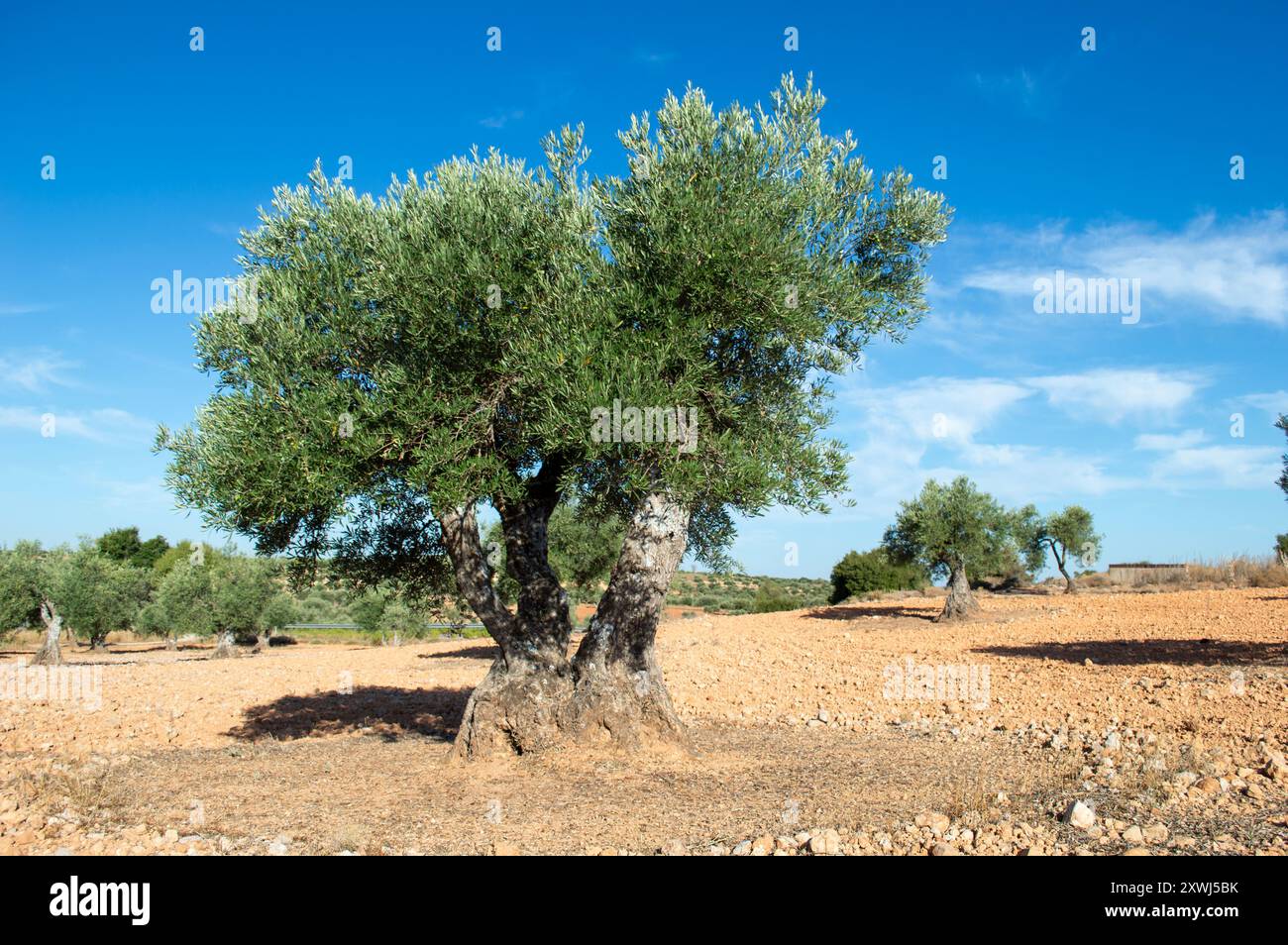 Spanish olive grove landscape in the Mediterranean, source of extra ...