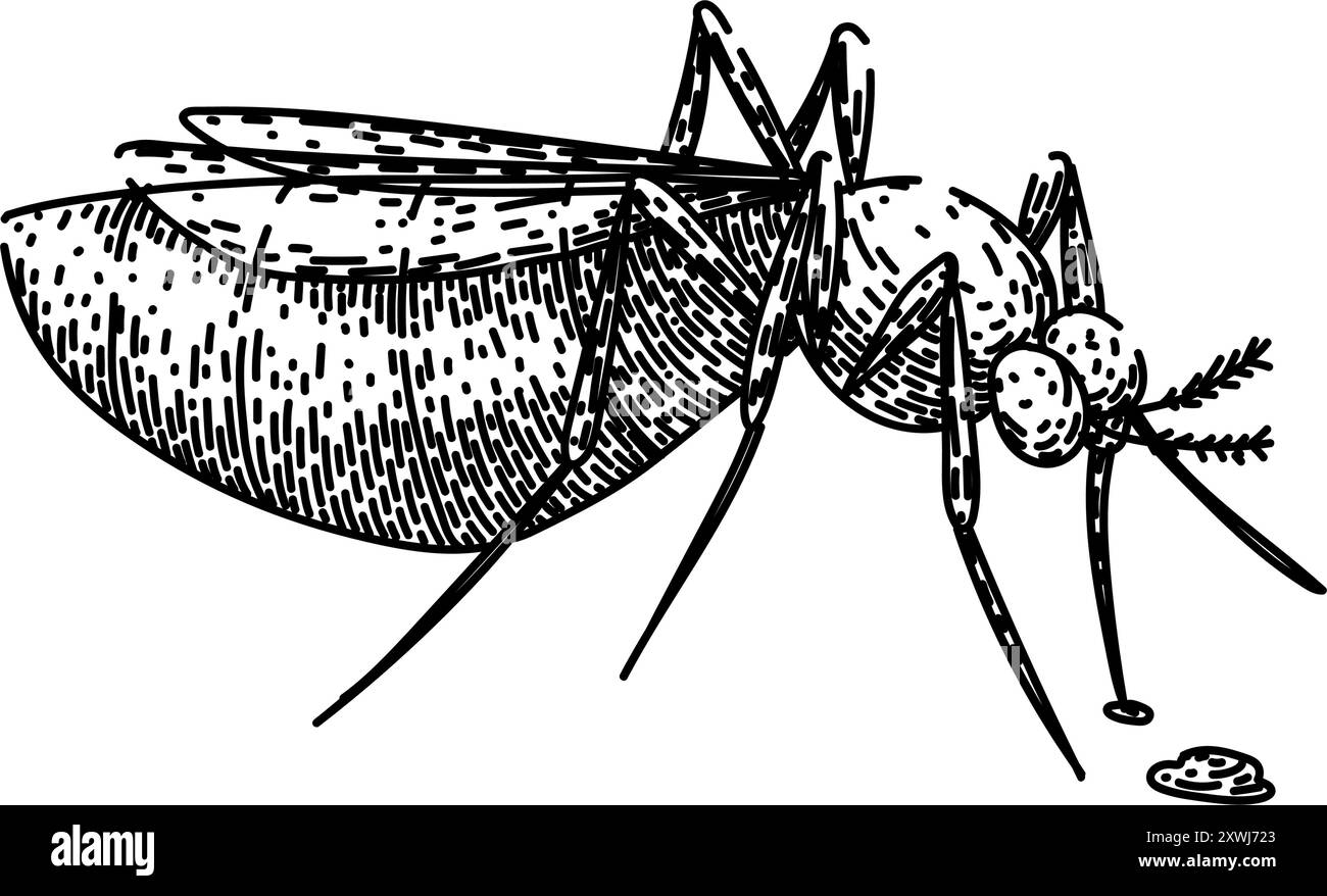 malaria mosquito sketch hand drawn vector Stock Vector Image & Art - Alamy